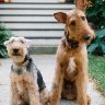 14 Versatile Facts About the Airedale Terrier | PetPress
