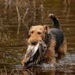 14 Versatile Facts About the Airedale Terrier | PetPress
