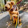 14 Versatile Facts About the Airedale Terrier | PetPress