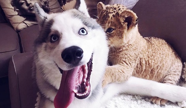 14 Adorable Photos Of Huskies That Will Make You Smile - PetPress