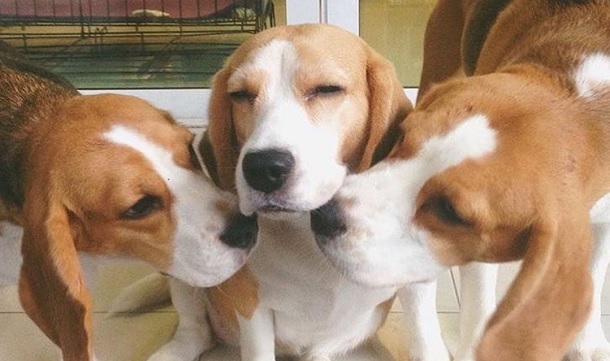 14 Pictures To Prove That Beagle Is The Most Friendly Dog - PetPress