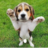 14 Pictures To Prove That Beagle Is The Most Friendly Dog | PetPress