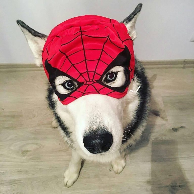 14 Costumes That Prove Huskies Always Win At Halloween - PetPress