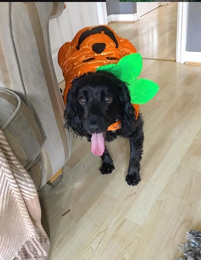 14 Halloween Costume Ideas For Cocker Spaniels - PetPress