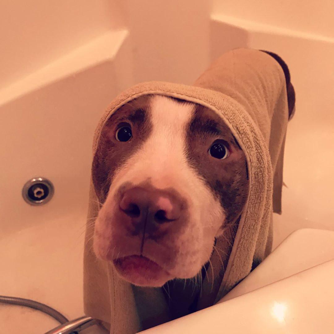 14 Photos Of “Vicious” Pit Bulls | PetPress
