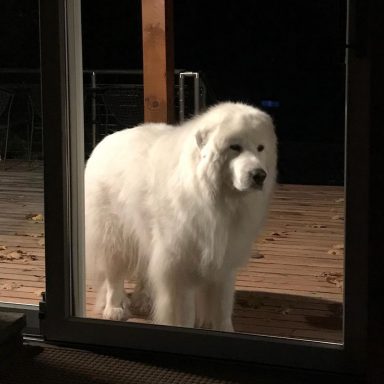 14 Things You Didn’t Know About the Great Pyrenees | PetPress