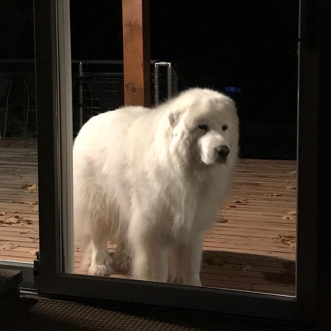 14 Things You Didn’t Know About the Great Pyrenees | PetPress