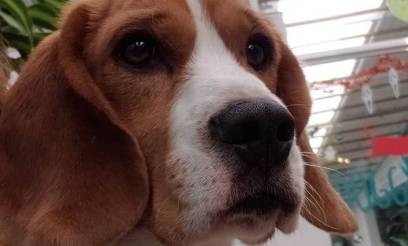 15 Most Incredible Facts About Beagles - PetPress