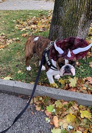 16 Trendy Halloween Costumes For English Bulldogs 2019 - PetPress