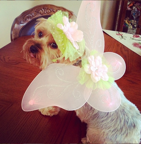 14 Yorkie Dog Halloween Costumes - PetPress
