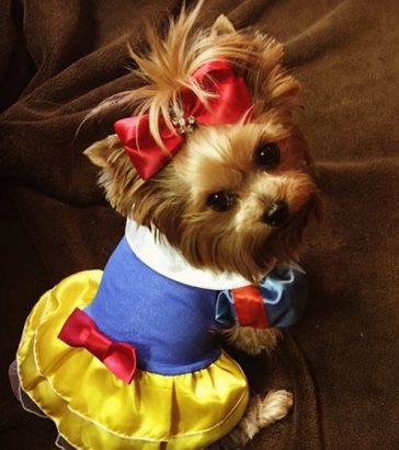 14 Yorkie Dog Halloween Costumes - PetPress