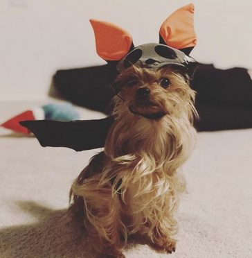 14 Halloween Costumes For Your Yorkshire Terrier - PetPress