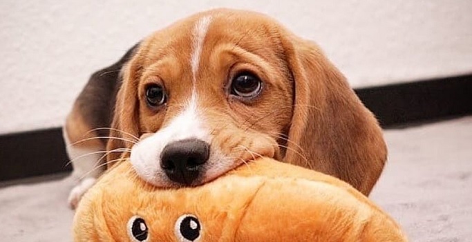 15 Adorable Photos of Beagles Who Will Entrance in Your Soul - PetPress