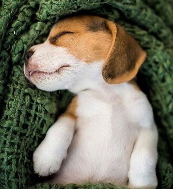 14 Cute Sleeping Beagles That Will Make Your Heart Melt | PetPress