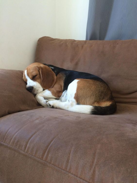 14 Cute Sleeping Beagles That Will Make Your Heart Melt | PetPress