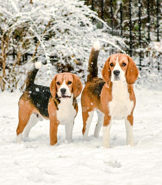 14 Winter Facts About Beagles You Never Know | Page 2 of 3 | PetPress