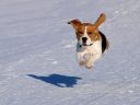 14 Winter Facts About Beagles You Never Know | PetPress