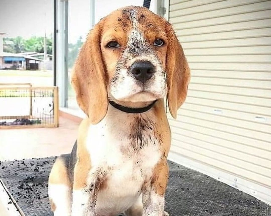 14 Unusual Things Your Beagles Love | PetPress