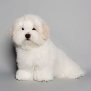 14 Things to Know About the Coton de Tulear | PetPress