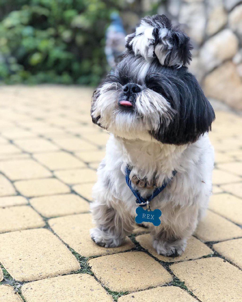 15 Super Shih Tzu That Will Make Everyone Smile | PetPress
