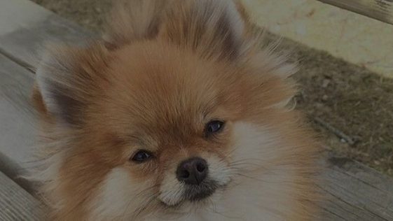 The 14 Most Famous Pomeranians | Page 3 of 3 | PetPress