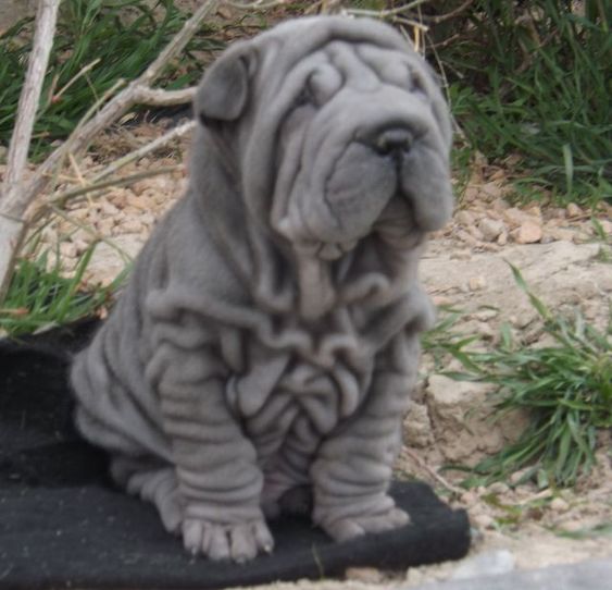 14 Cute Shar Pei Pictures Who Will Not Leave You Indifferent | PetPress