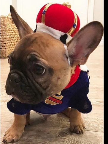 14 Very Interesting Costumes For Your French Bulldog | PetPress