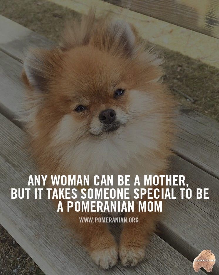 16 Memes To Remind You That Pomeranians Are Absolutely The Best - PetPress