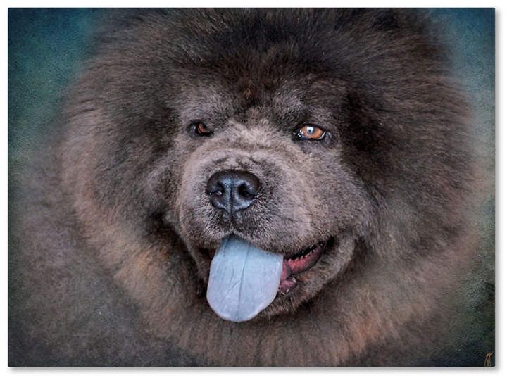 The 14 Best Chow Chow Paintings | PetPress