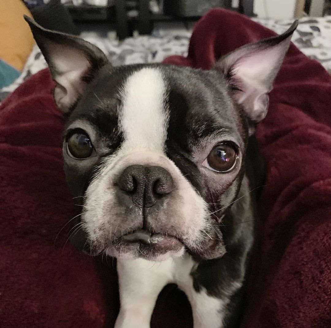 15 Pictures Of Boston Terriers That Will Make You Happy | Page 2 of 3 ...