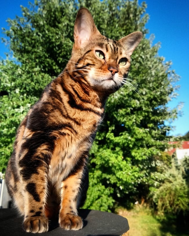 15 Brilliant Facts You Didn’t Know About Bengal Cats | Page 2 of 3 ...