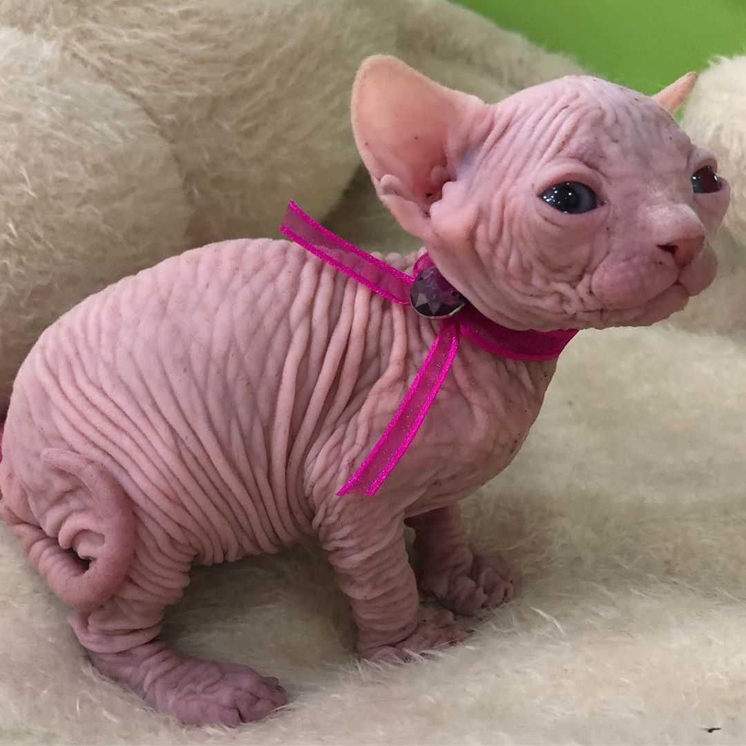 14 Facts About Sphynx Cats | PetPress