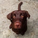 14 Reasons Why Labradors Are Best Friends For You | PetPress