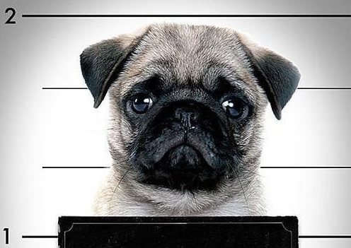 14 Pug Pictures That Will Definitely Brighten Your Day - PetPress