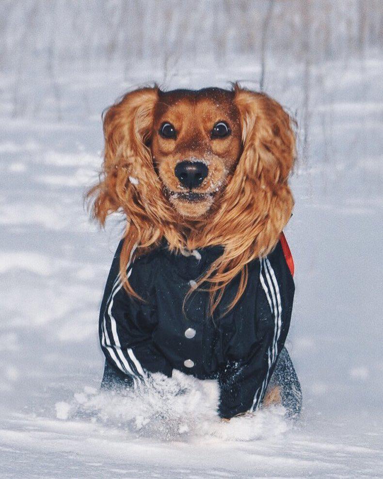 16 Reasons Cocker Spaniels Are The Worst Dogs To Live With | Page 2 of ...