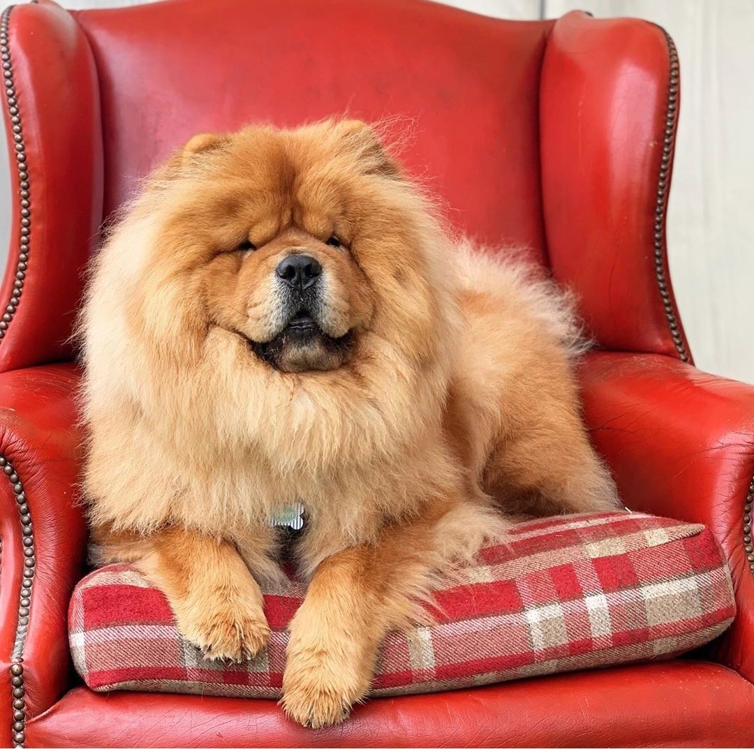 14 Photos Of Chow Chow Which You Want To Hug | Page 2 of 3 | PetPress