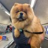 14 Photos Of Chow Chow Which You Want To Hug | PetPress