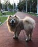 14 Photos Of Chow Chow Which You Want To Hug | PetPress