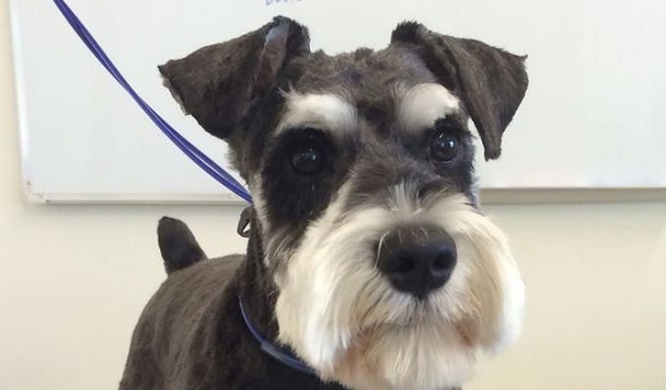 14 Fascinating Haircuts For Your Schnauzer - PetPress