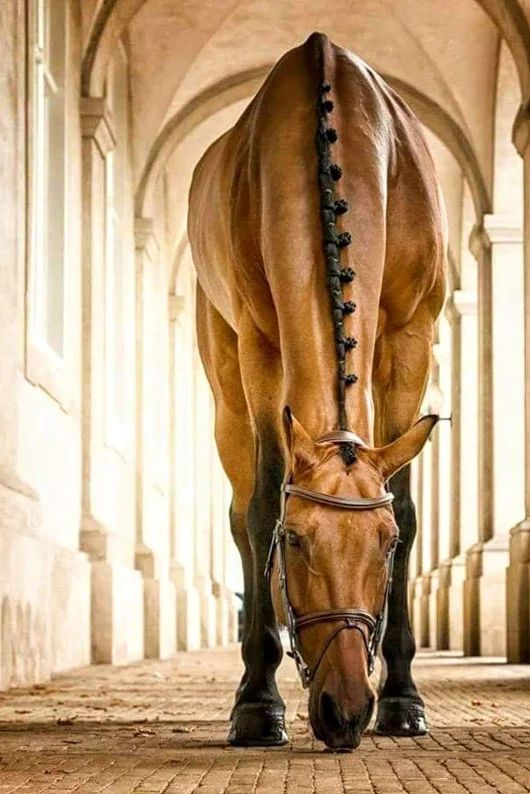 15 Horse Hairstyle Ideas - PetPress