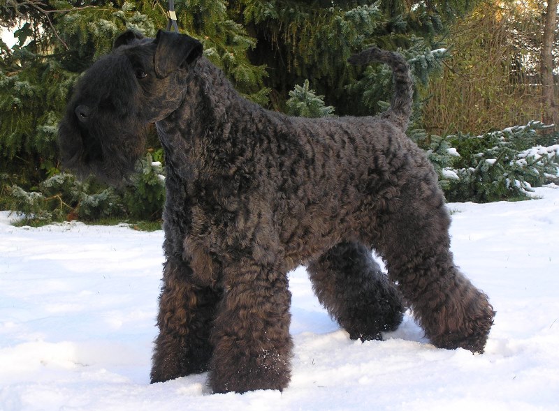 14 Interesting Facts About Kerry Blue Terriers - Page 3 of 3 - PetPress