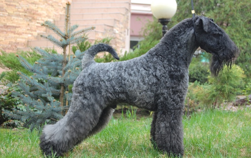 14 Interesting Facts About Kerry Blue Terriers - Page 2 of 3 - PetPress