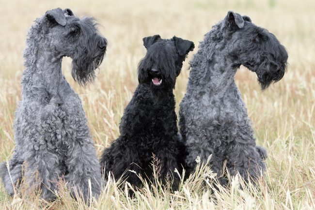 14 Interesting Facts About Kerry Blue Terriers - PetPress