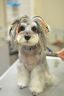 14 Fascinating Haircuts For Your Schnauzer | Page 2 of 3 | PetPress