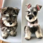 14 Fascinating Haircuts For Your Schnauzer | Page 2 of 3 | PetPress