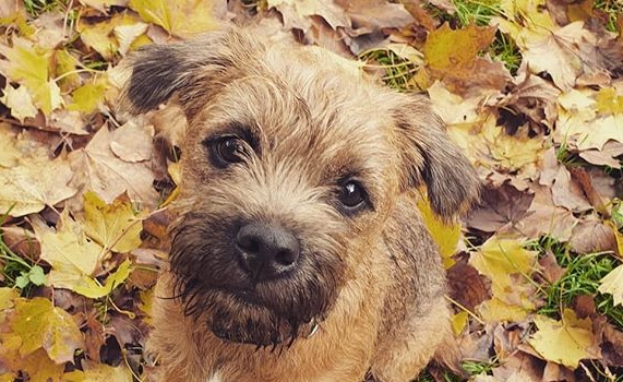 14 Interesting Facts About Border Terriers - PetPress