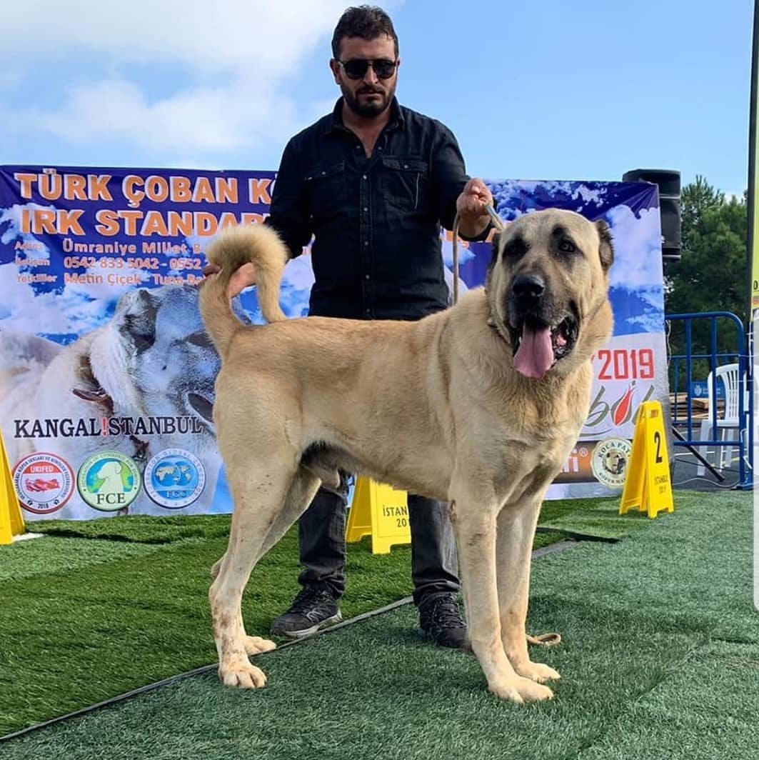 14 Hardy Facts About Anatolian Shepherds | Page 2 of 3 | PetPress