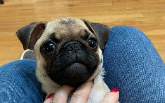 17 Reasons Why You Have To Run Away From The Pugs As Fast As You Can ...