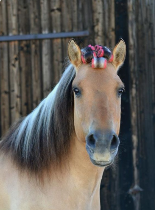 15 Horse Hairstyle Ideas - PetPress