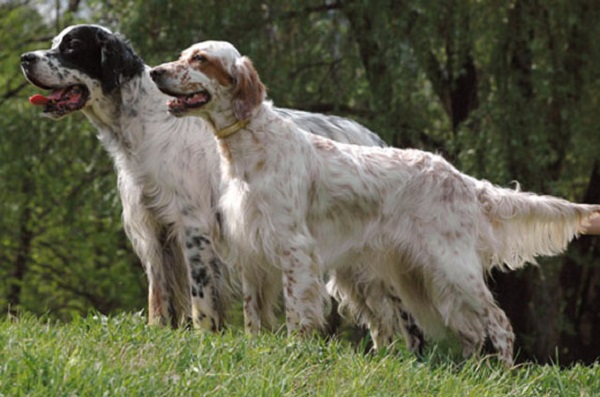 14 Amazing Facts About The English Setter | Page 3 of 3 | PetPress